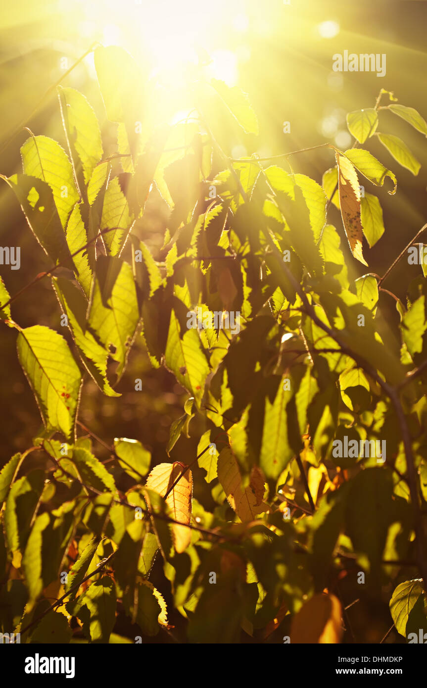 Autumn tree branch Stock Photo - Alamy