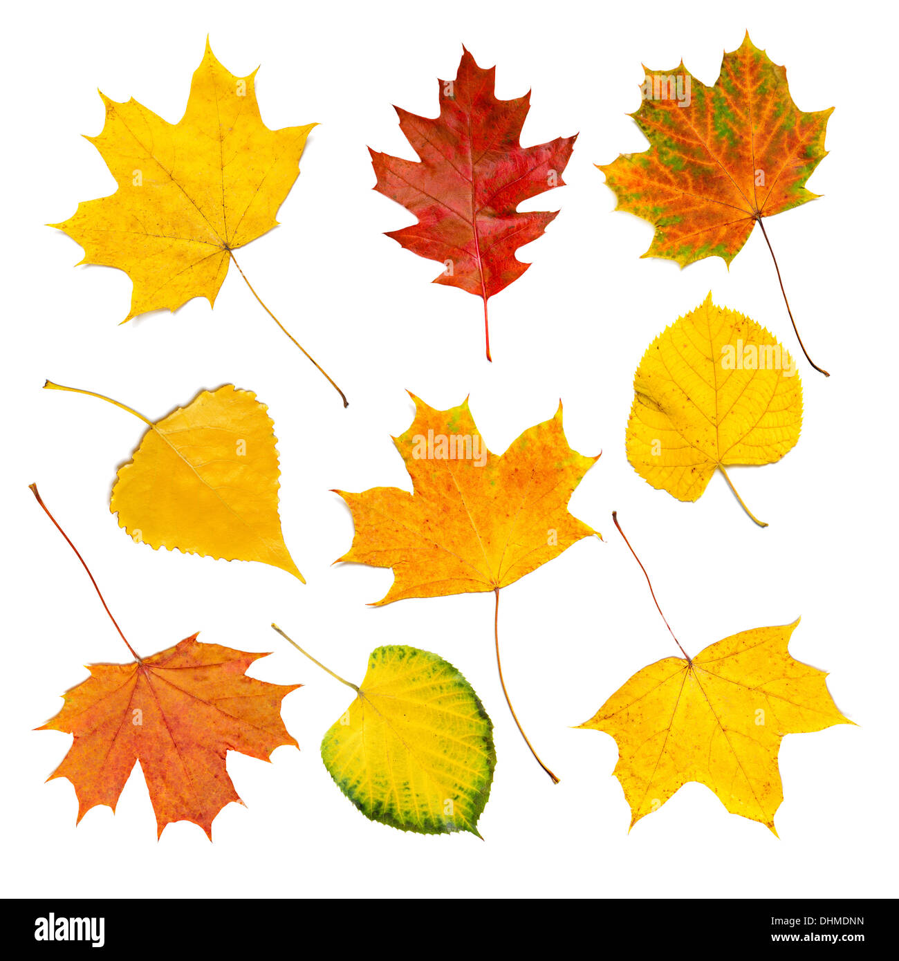 Autumn leaves set Stock Photo - Alamy