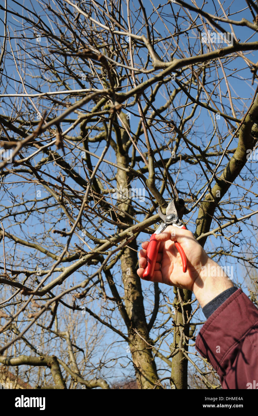 Pruning apples trees hi-res stock photography and images - Alamy