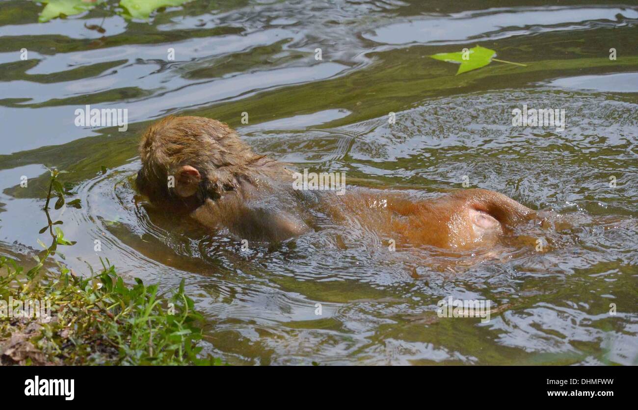 Monkey Swimmers A group of monkeys cool down in the heat by taking a ...