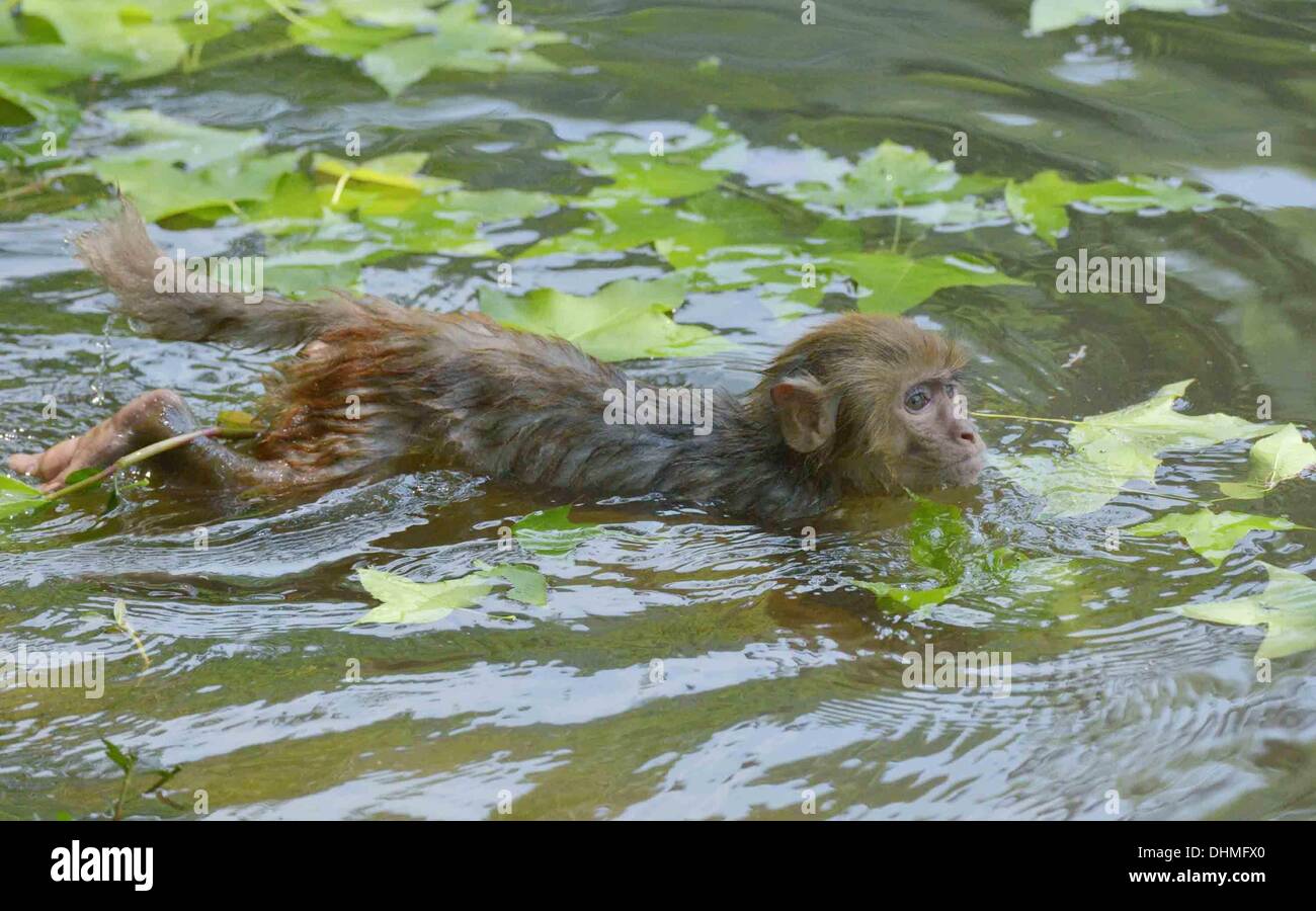 Monkey Swimmers A group of monkeys cool down in the heat by taking a ...