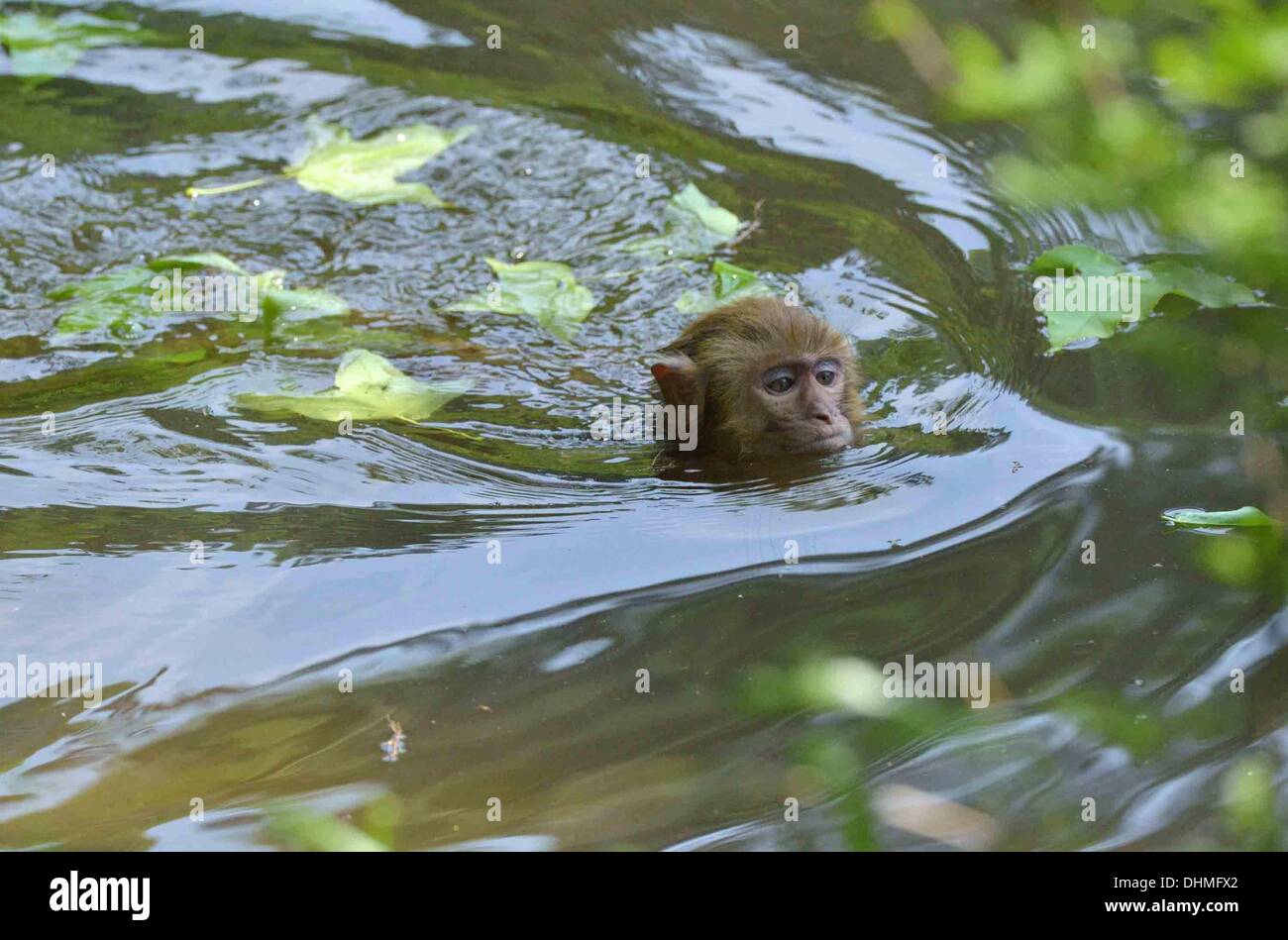Monkey Swimmers A group of monkeys cool down in the heat by taking a ...