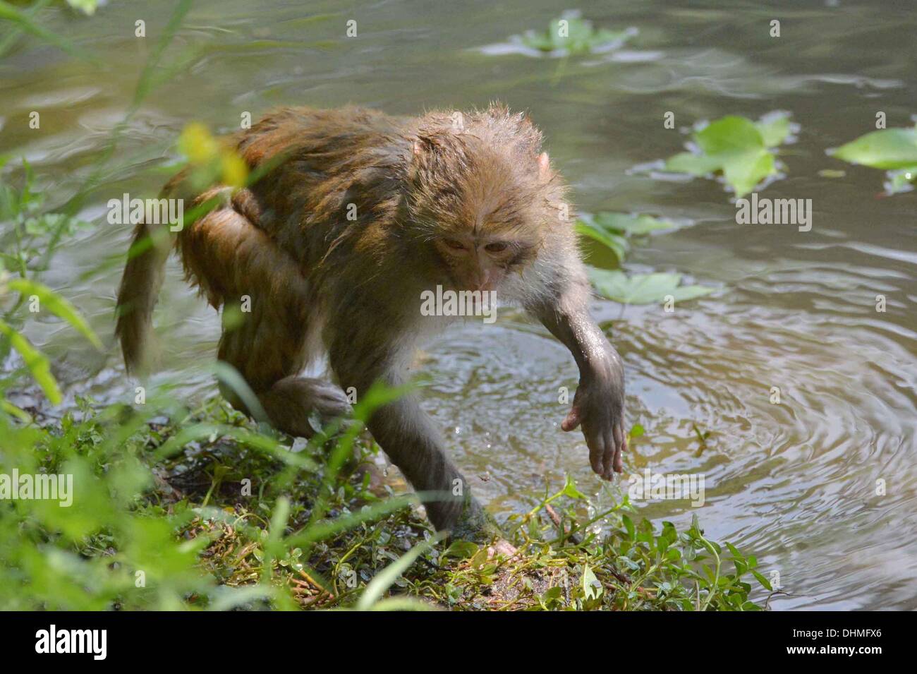 Monkey Swimmers A group of monkeys cool down in the heat by taking a ...