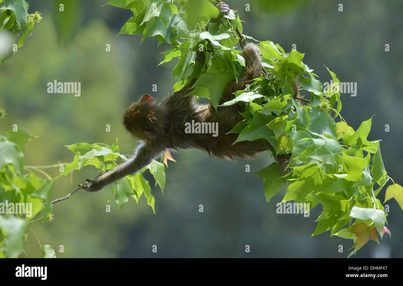 Monkey Swimmers A group of monkeys cool down in the heat by taking a ...