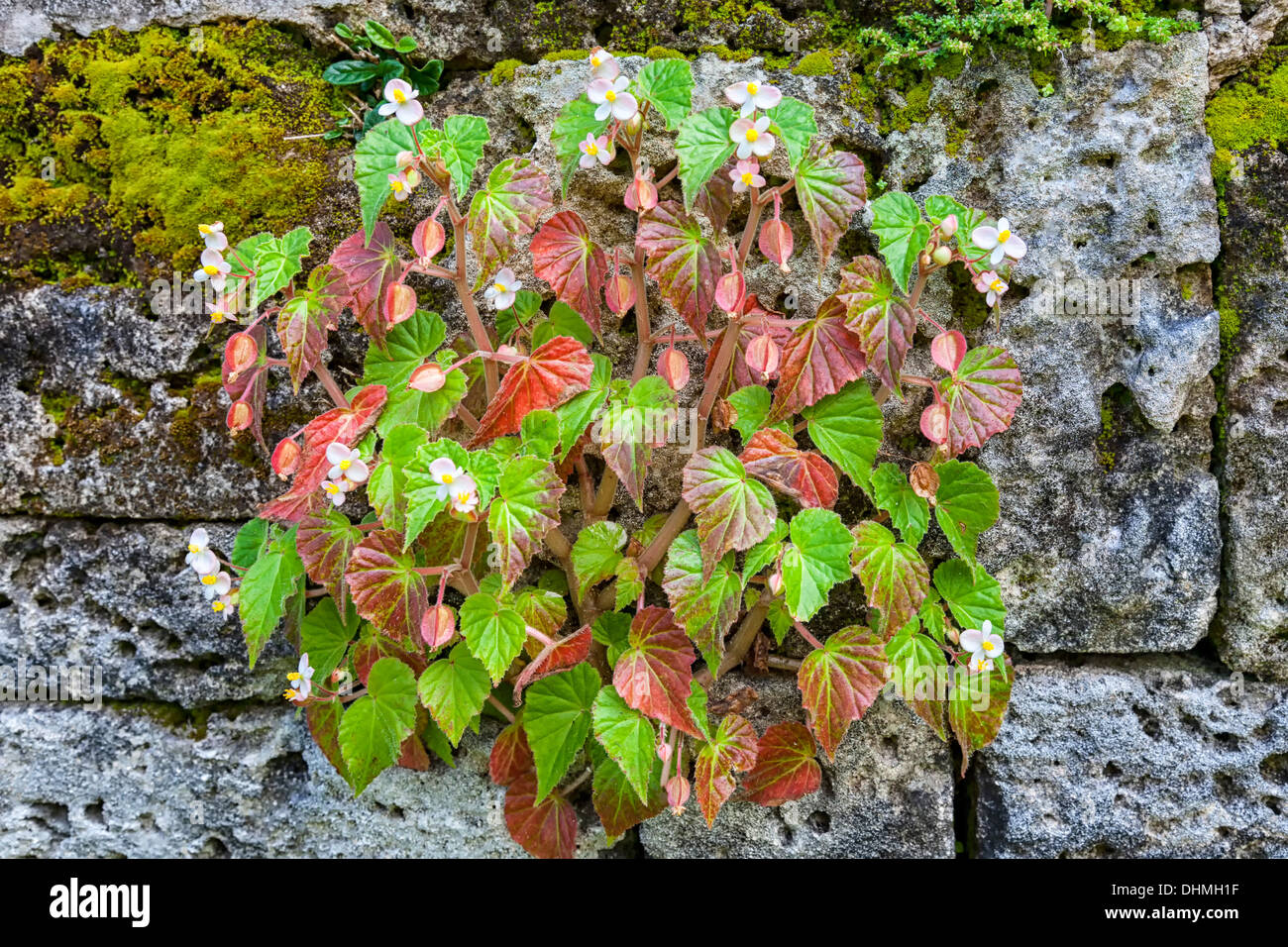 A flowering begonia plant growing between the cracks in a rock wall ...