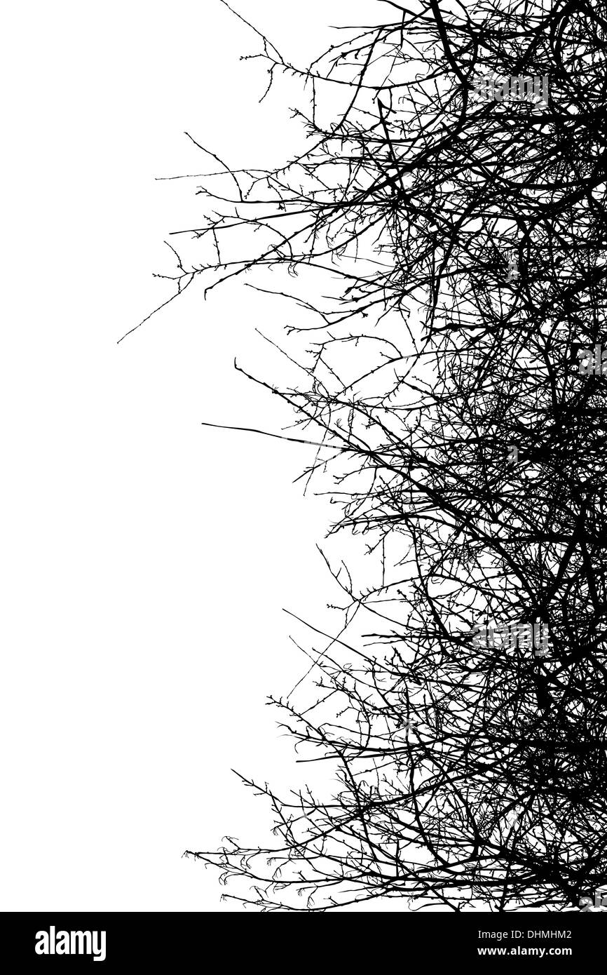 Botany bush Black and White Stock Photos & Images - Alamy