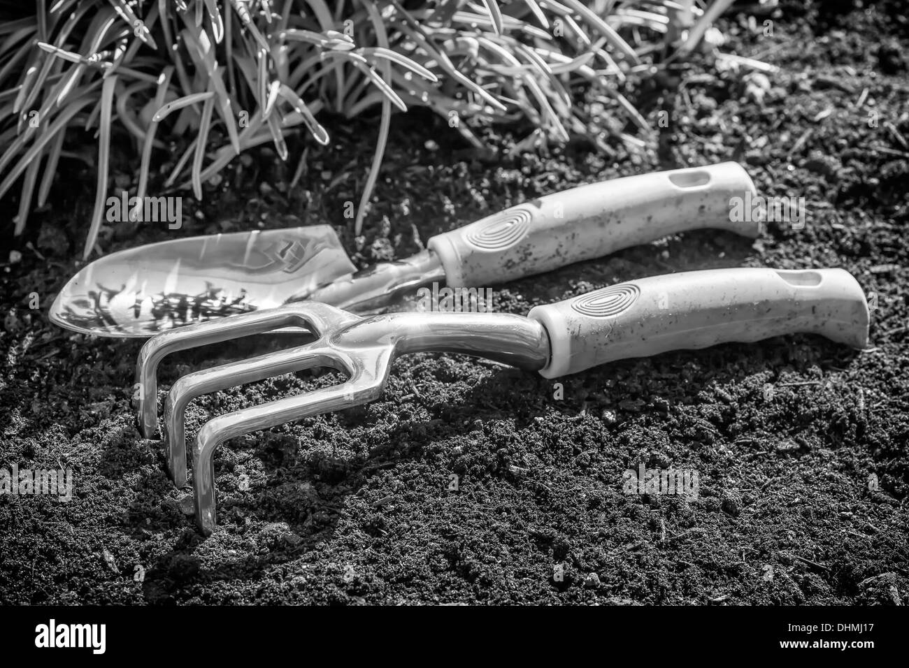 Lavender in summer garden Black and White Stock Photos & Images - Alamy