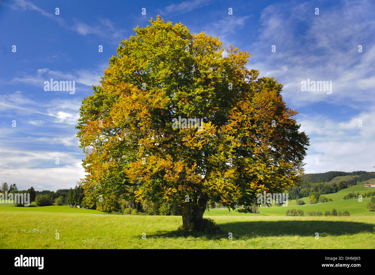 Single tree with fall foliage hi-res stock photography and images - Alamy