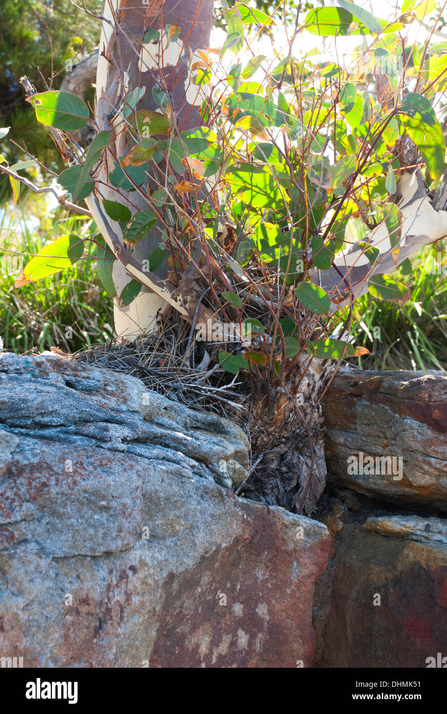 Photograph of a tree growing in the cracks of sandstone rock on a ...