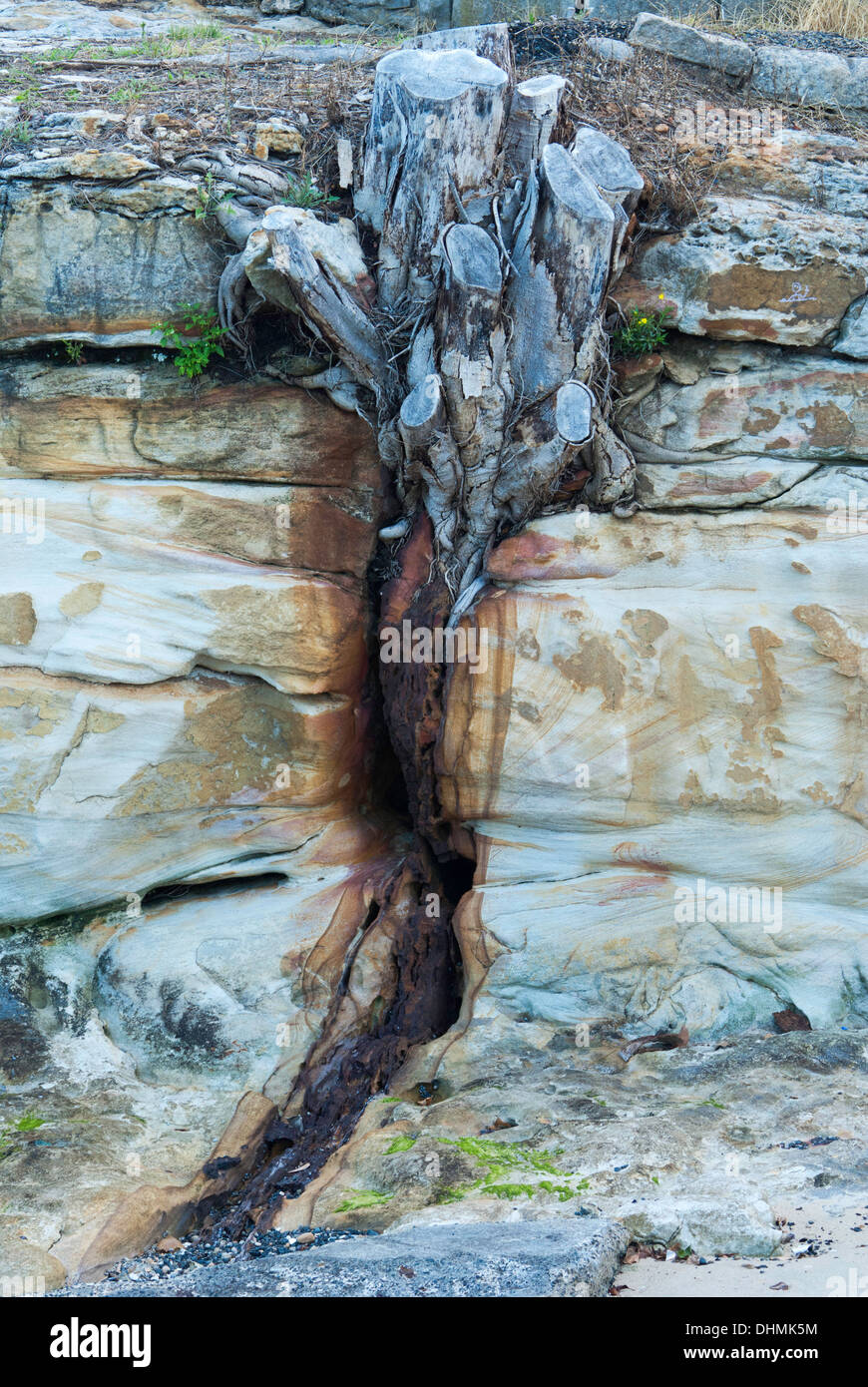 Roots growing into rock hi-res stock photography and images - Alamy