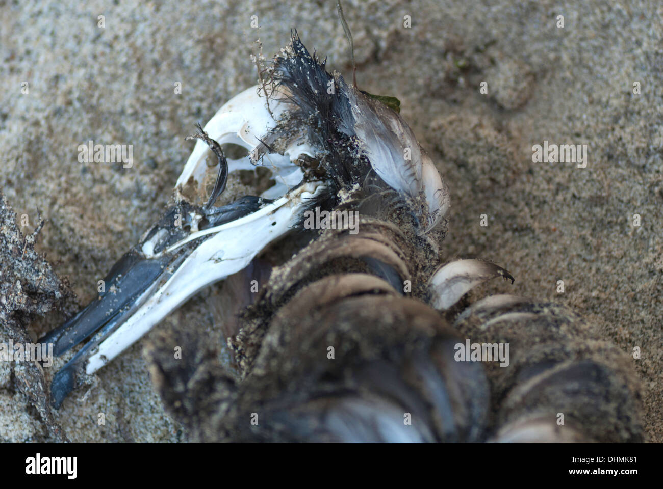 Detail of decaying bird on beach, with skeleton head Stock Photo - Alamy