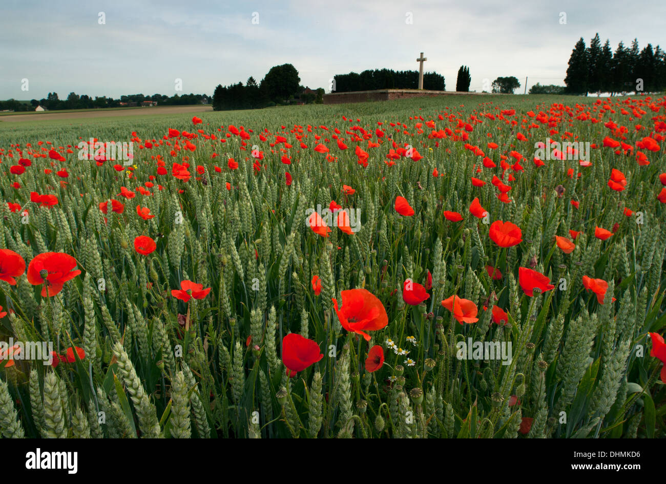 Poppies grow near Rancourt Military cemetery on the Somme Battlefield ...