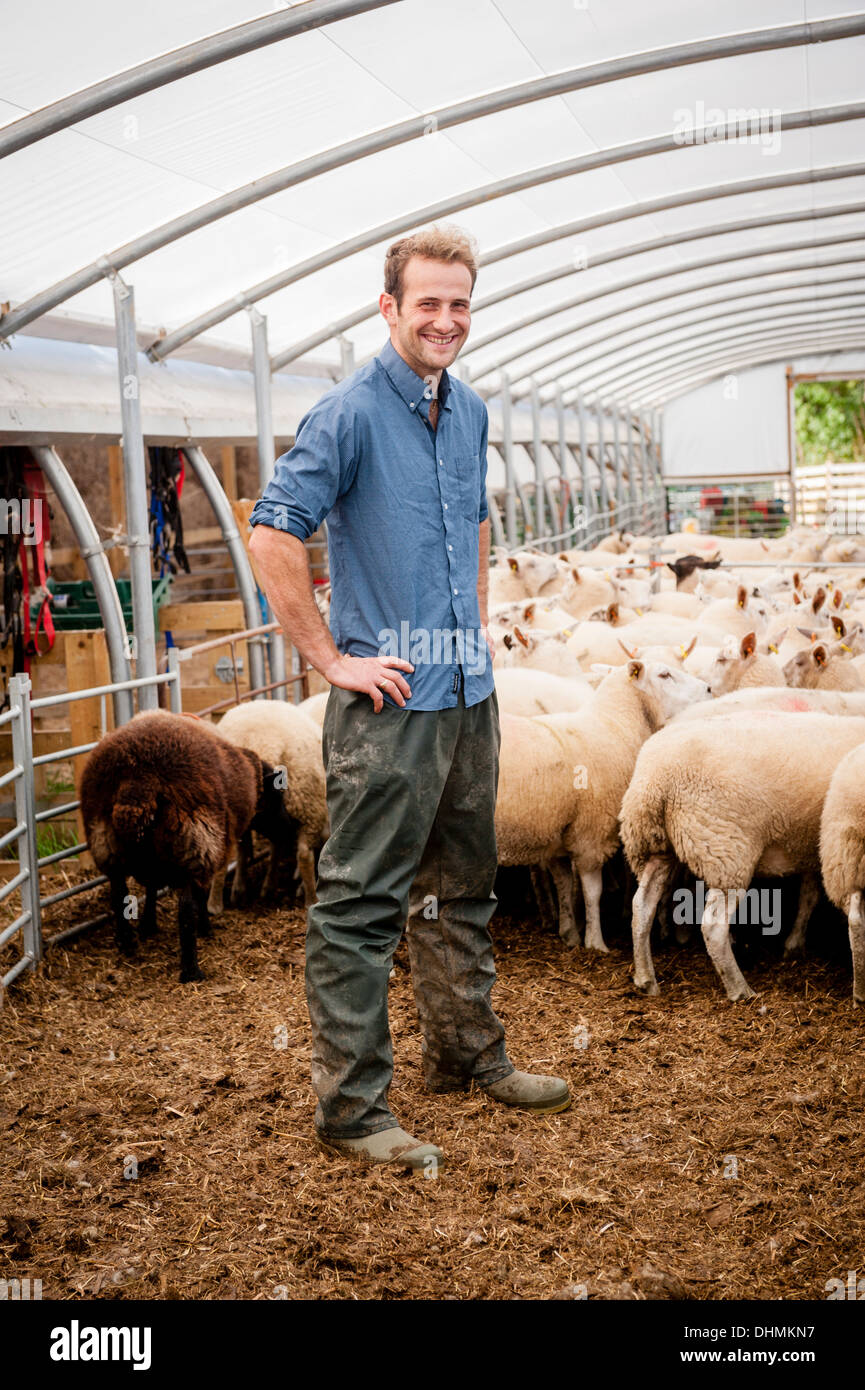 Ifan Davies, farm worker, with the sheep livestock on a farm in Powys ...