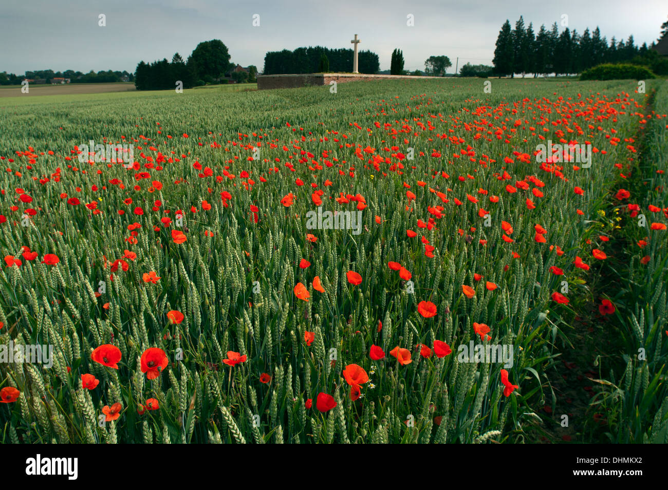 Poppies grow near Rancourt Military cemetery on the Somme Battlefield ...