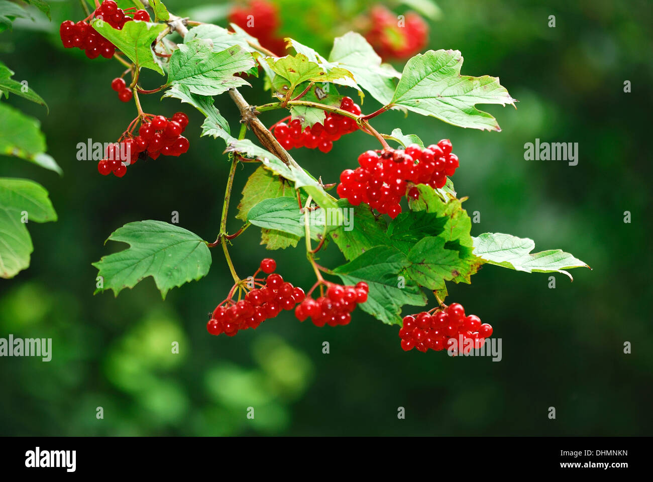 Lovely red guelder rose berries UK Stock Photo - Alamy