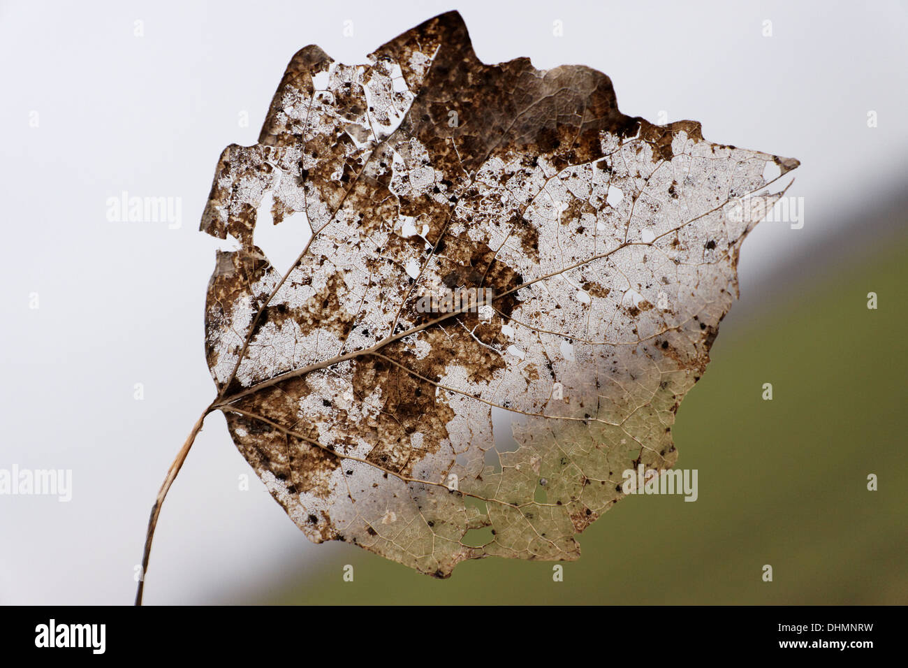Skelett blatt hi-res stock photography and images - Alamy