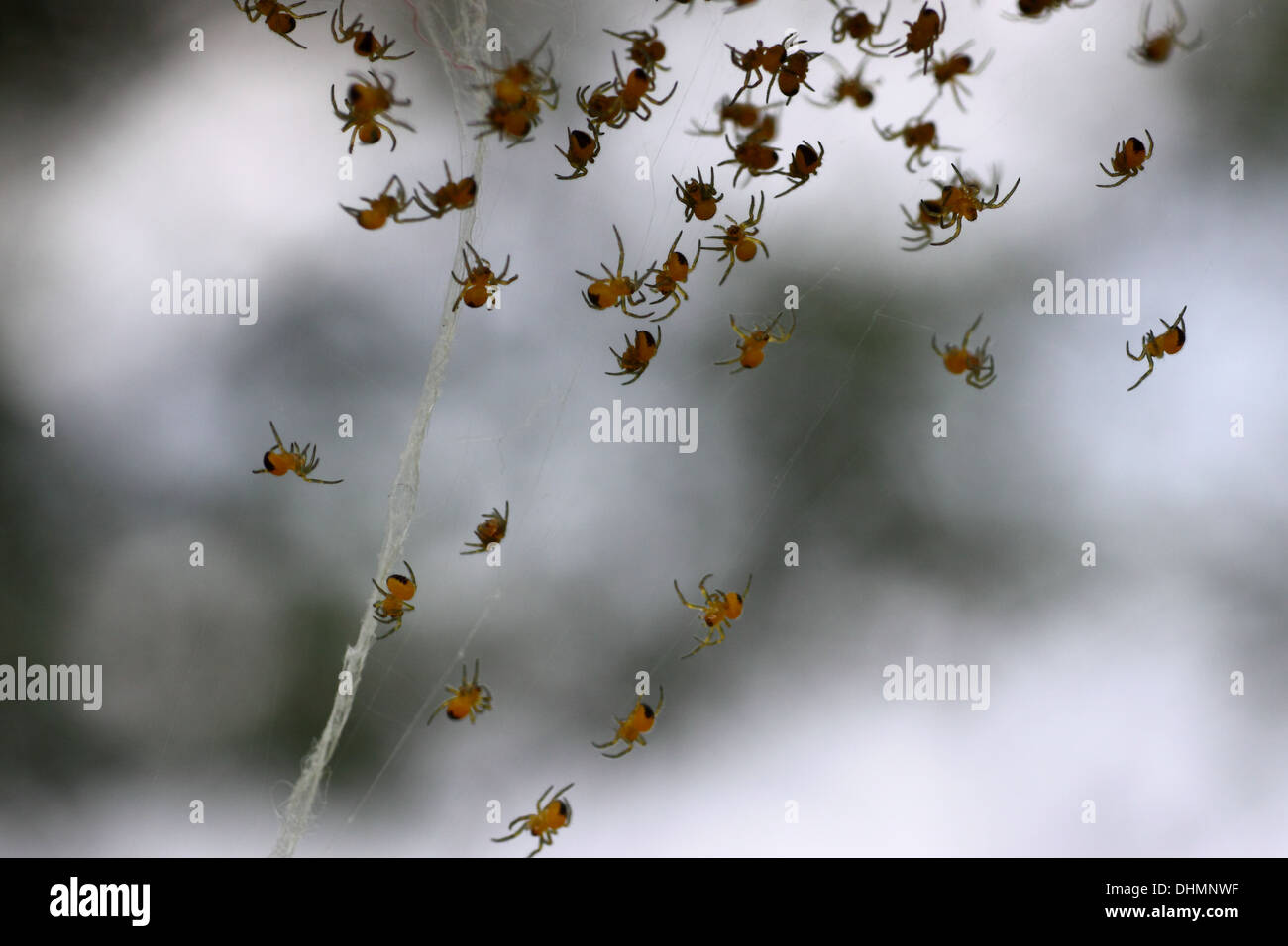 Children with spider hi-res stock photography and images - Alamy