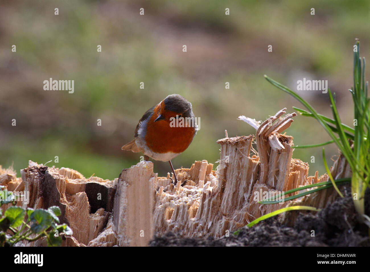Robin habitat hi-res stock photography and images - Alamy