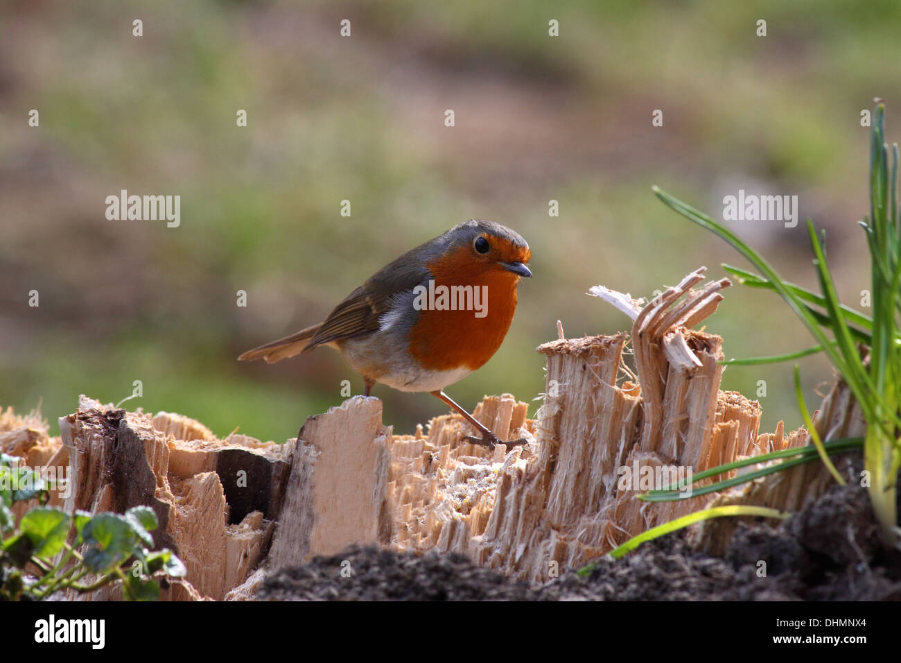 Free robin hi-res stock photography and images - Alamy