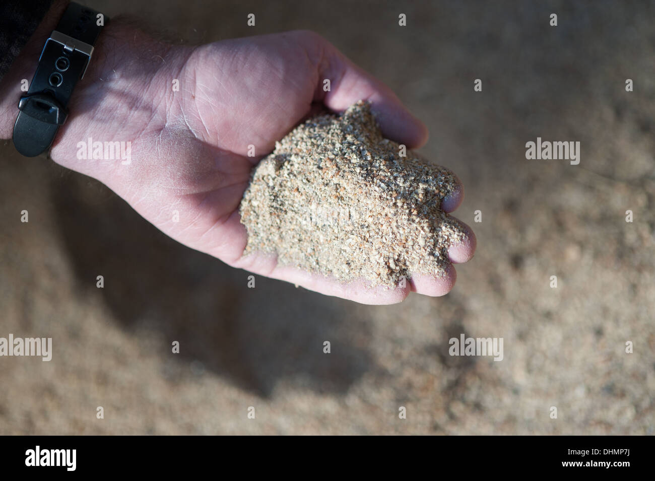 Handful of feed for livestock in an indoor barn stall Stock Photo - Alamy