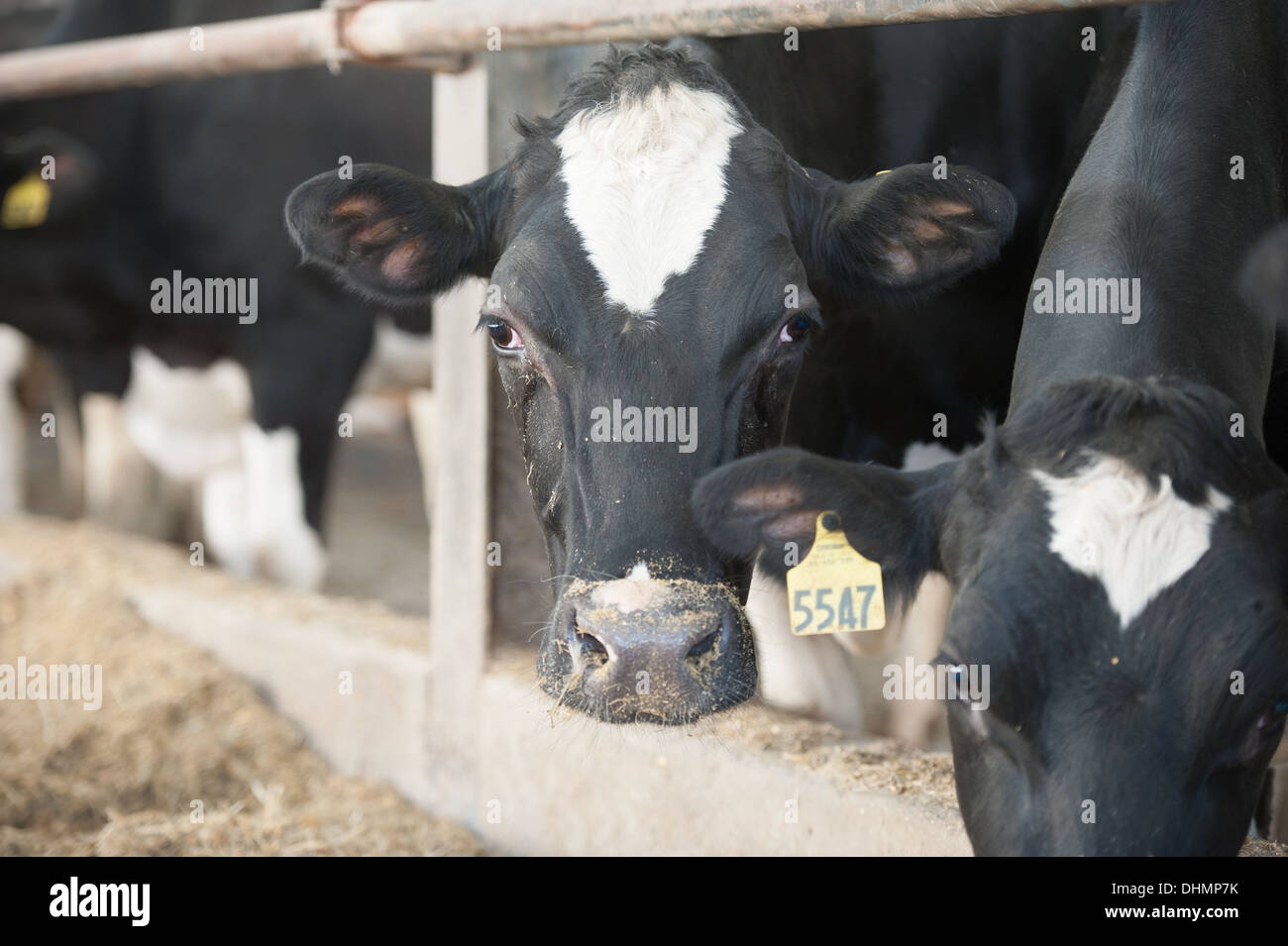 Cows feeding in an indoor barn stall Stock Photo - Alamy