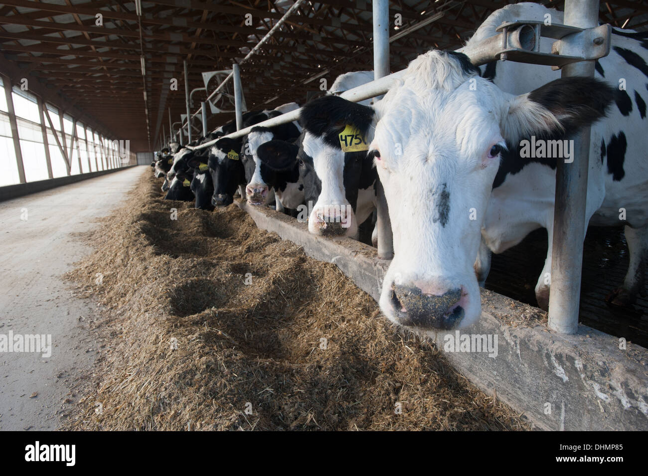 Cow feeding and mooing hi-res stock photography and images - Alamy