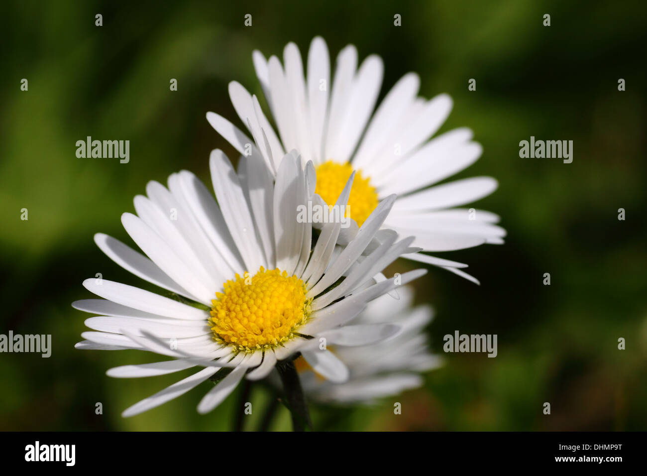Daisies by roadside hi-res stock photography and images - Alamy
