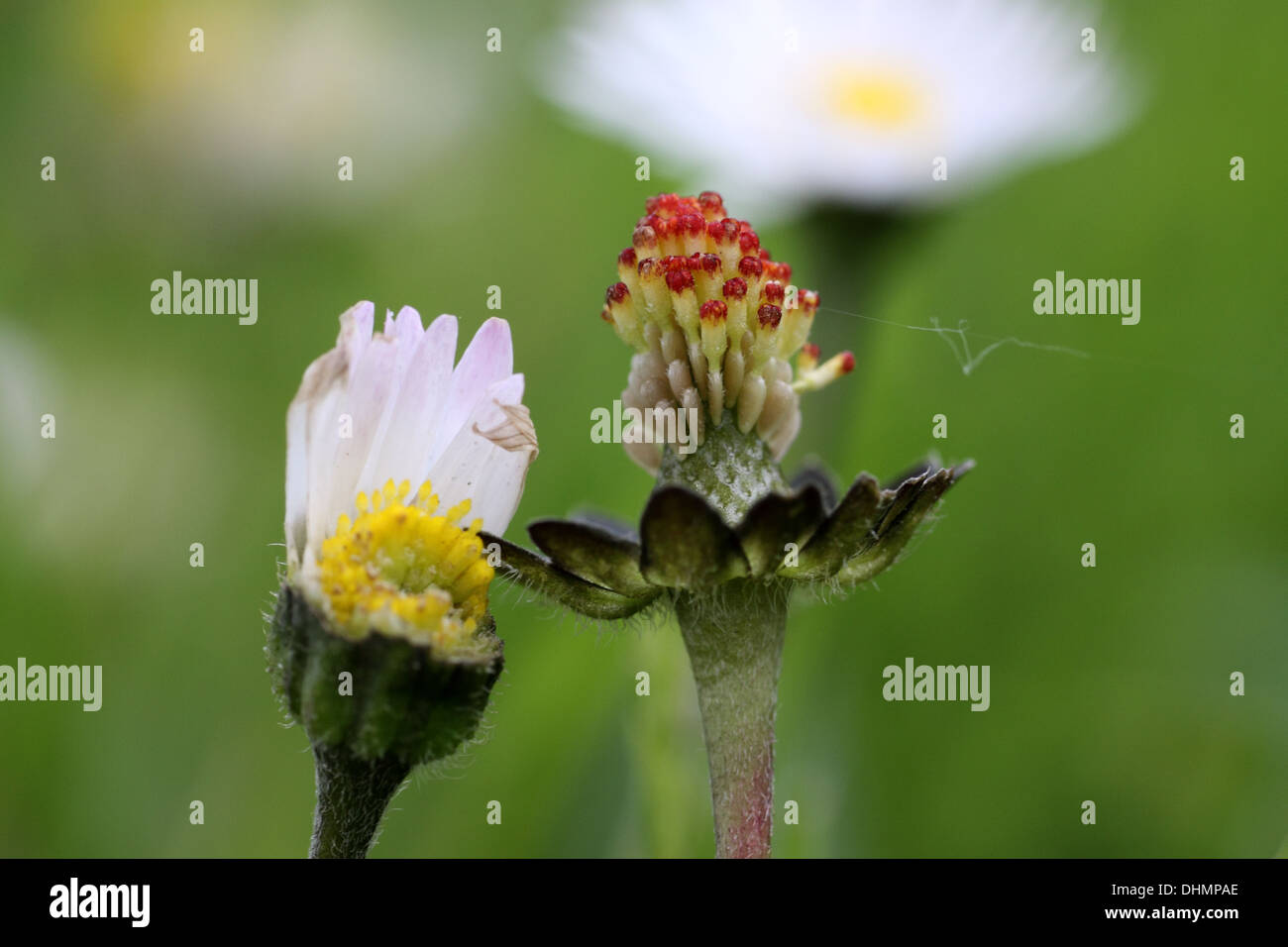Daisies by roadside hi-res stock photography and images - Alamy