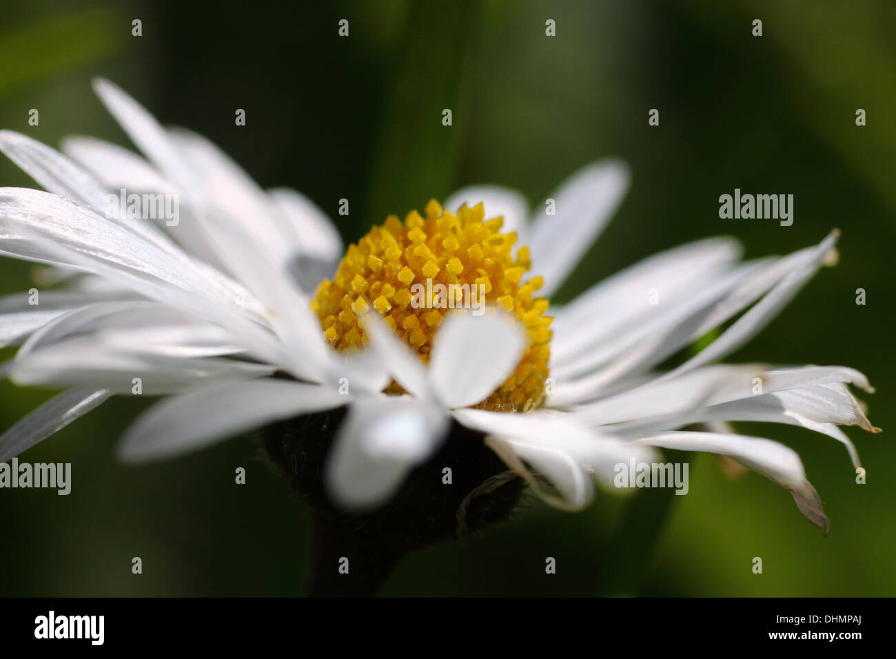 Daisy blume compositae hi-res stock photography and images - Alamy