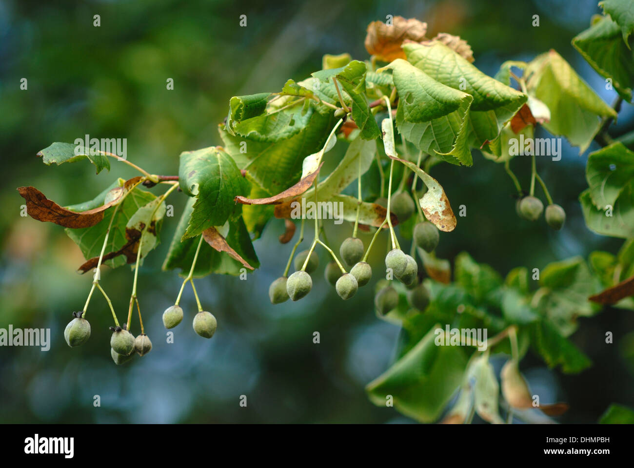 Lime tree seeds hi-res stock photography and images - Alamy