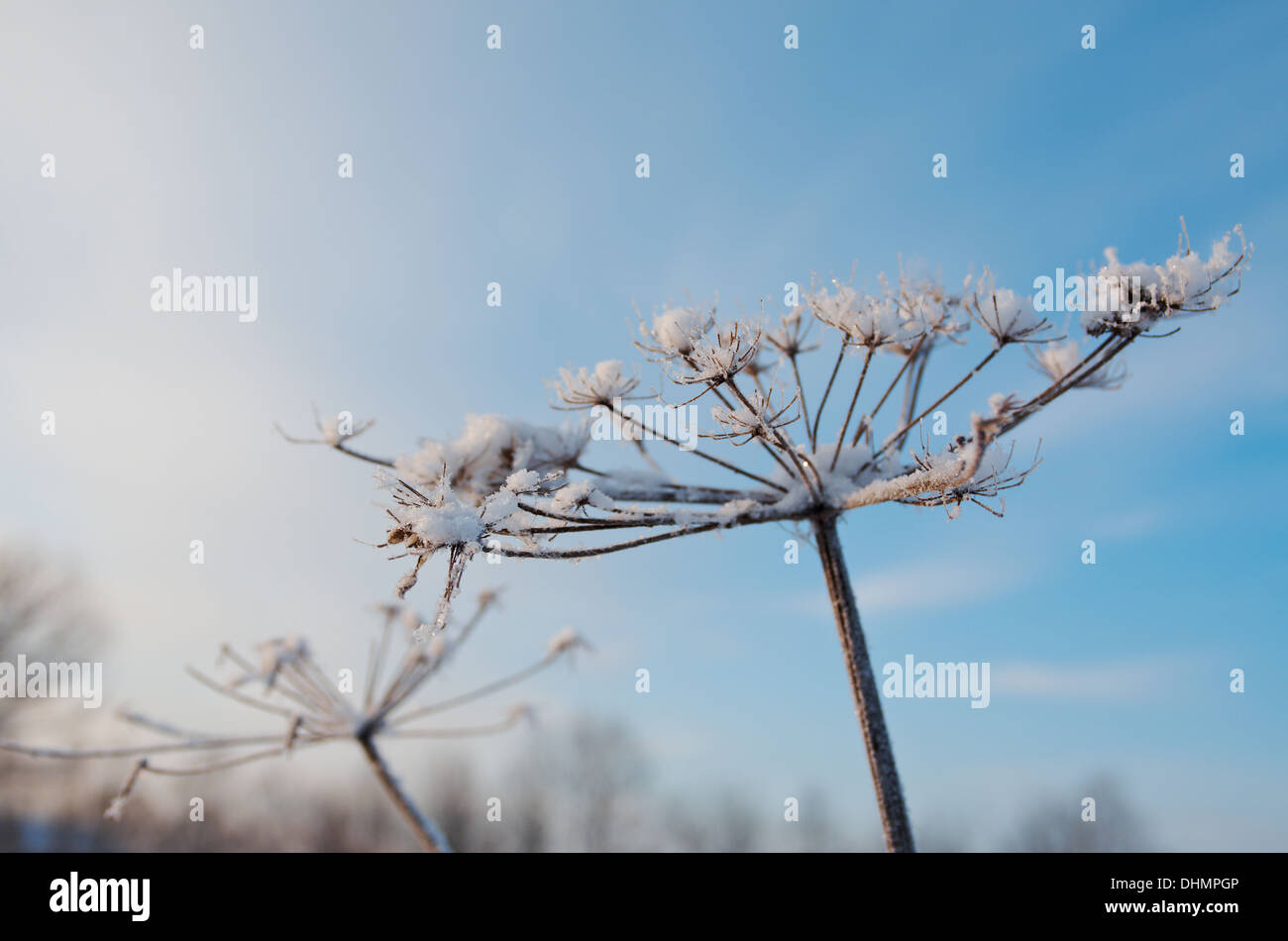 Winter scene .Frozenned flower Stock Photo - Alamy