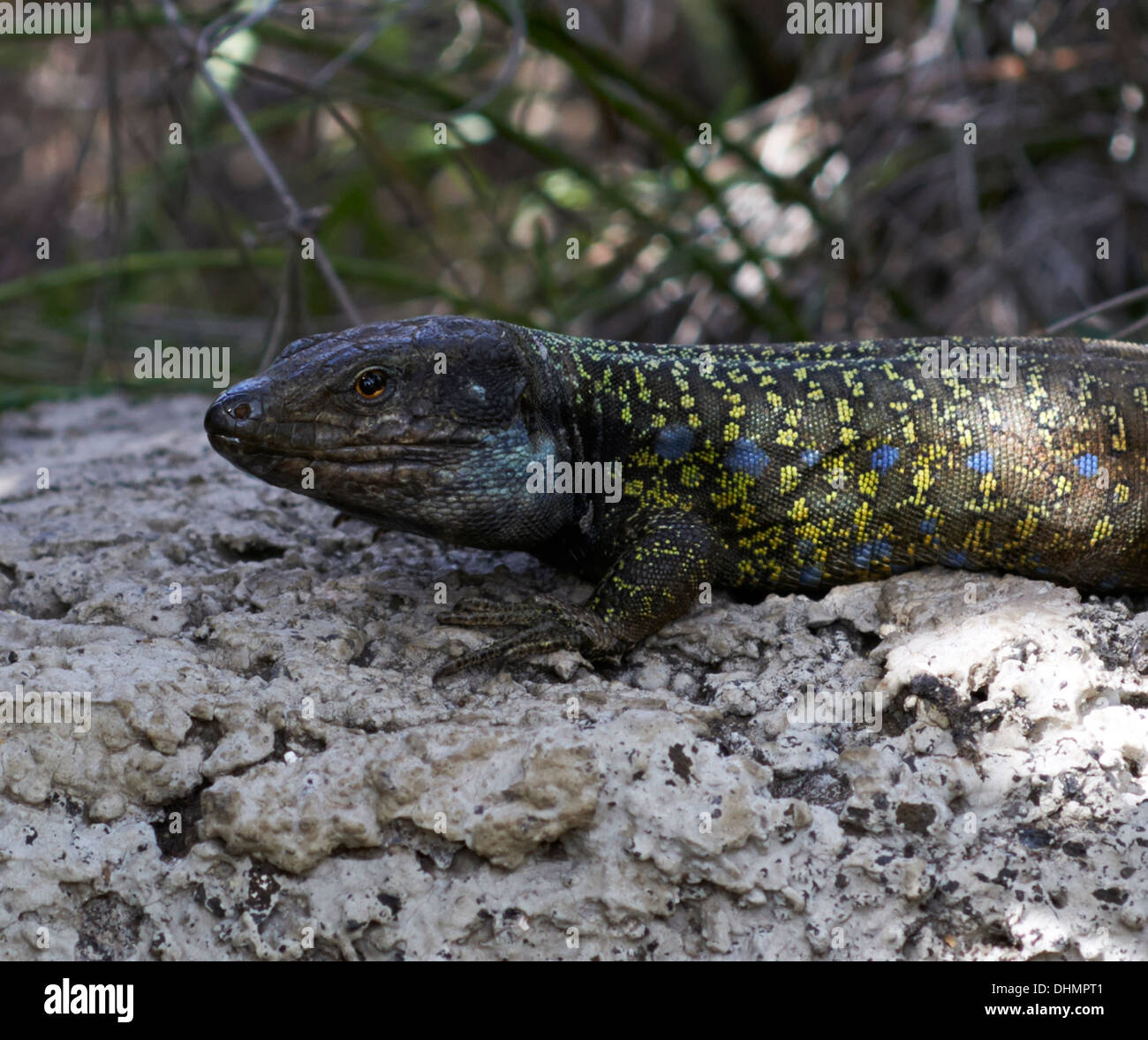 Blue spotted lizard hi-res stock photography and images - Alamy
