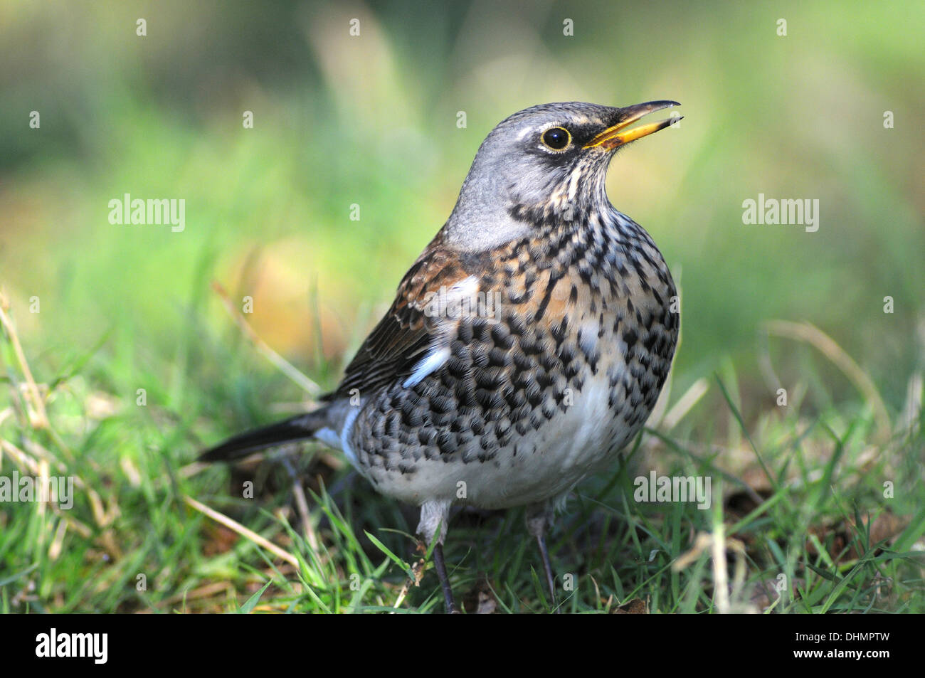 Ground feeding thrushes hi-res stock photography and images - Alamy