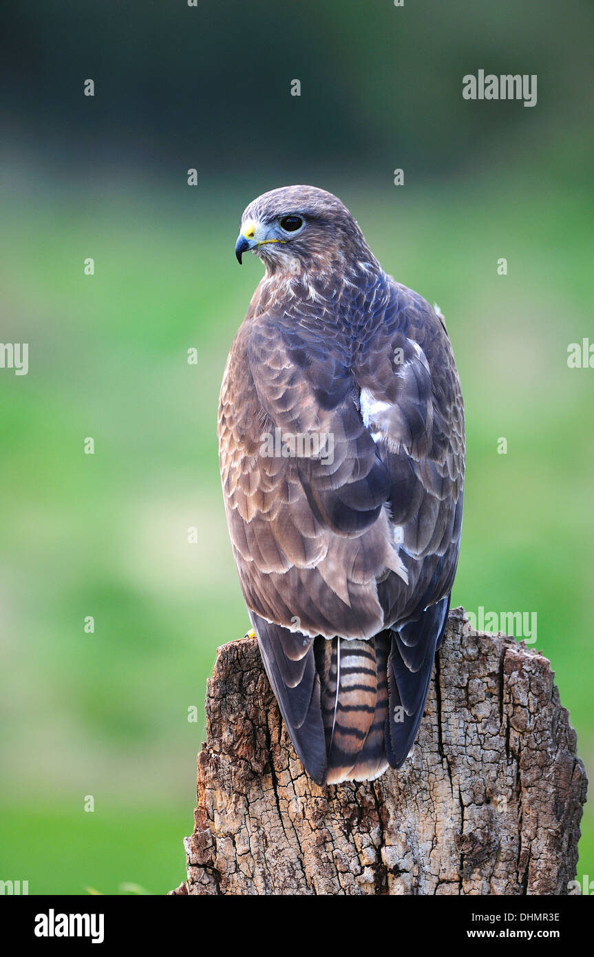 Buzzard uk hi-res stock photography and images - Alamy