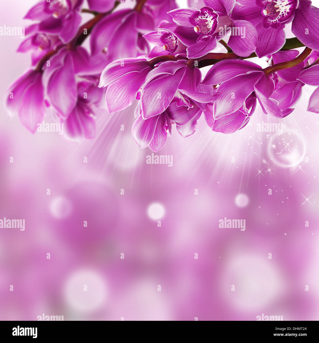 Orchid Flower border design close up Stock Photo - Alamy
