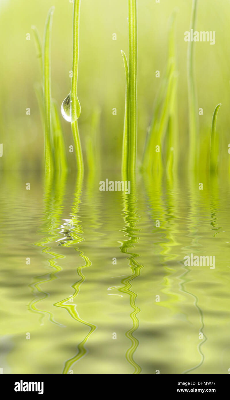 Drop grass hi-res stock photography and images - Alamy