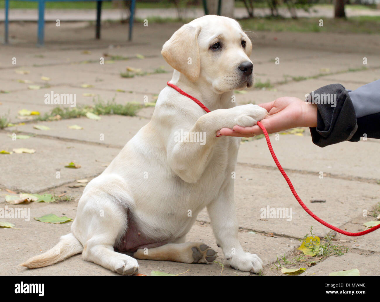 happy yellow labrador puppy giving a paw Stock Photo - Alamy