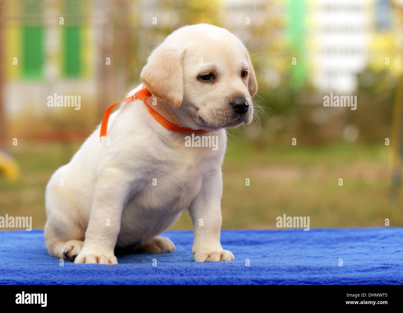 happy yellow labrador puppy laying on the table Stock Photo - Alamy