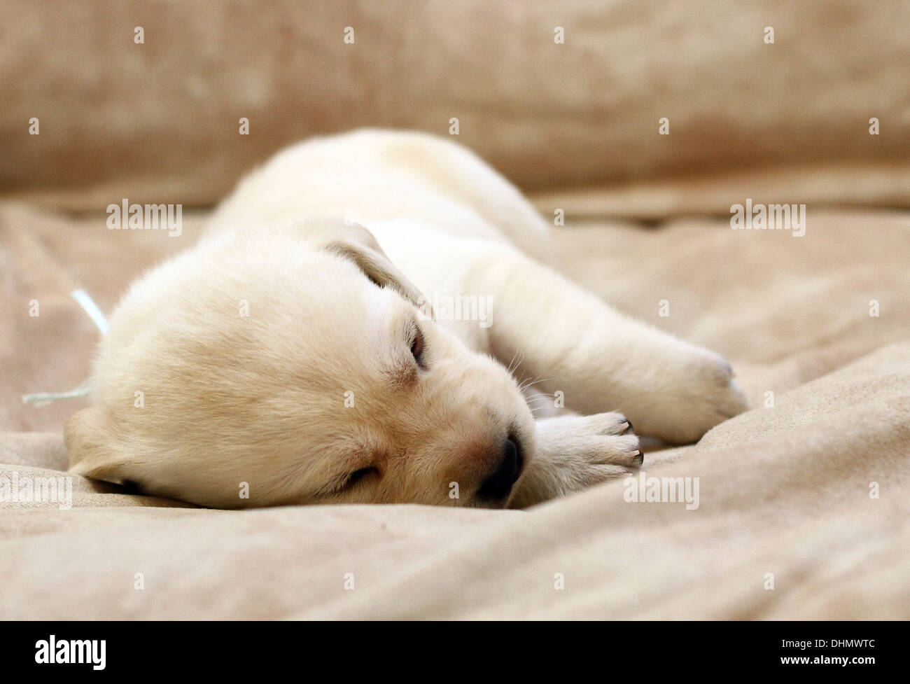 sweet yellow labrador puppy on the pale background Stock Photo - Alamy