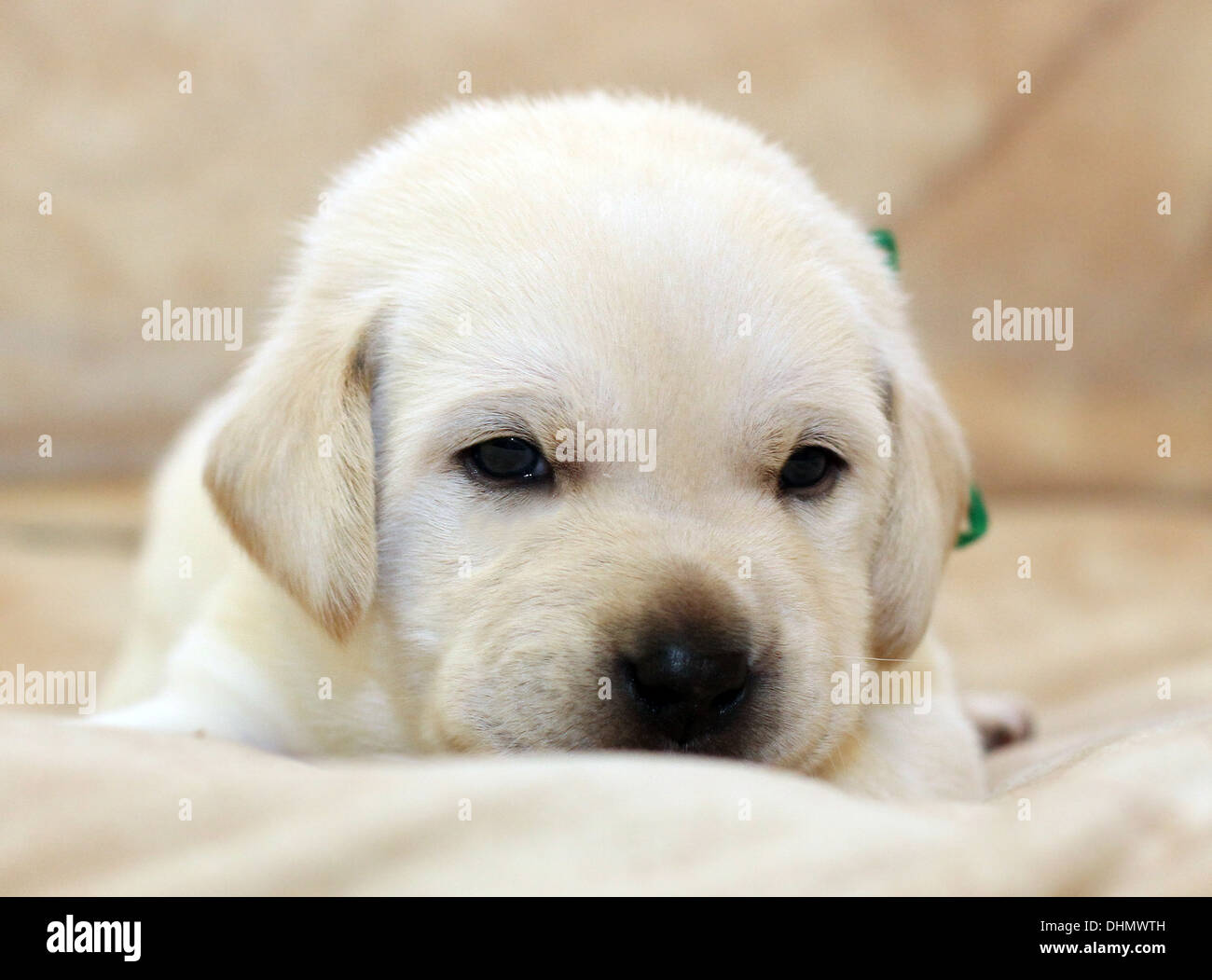 sweet yellow labrador puppy on the pale background portrait Stock Photo ...