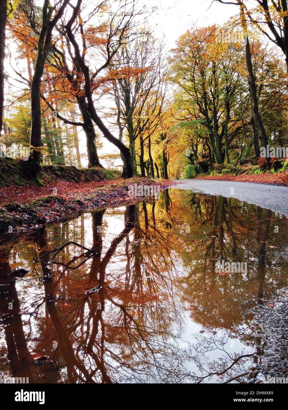 Haldon forest hi-res stock photography and images - Alamy