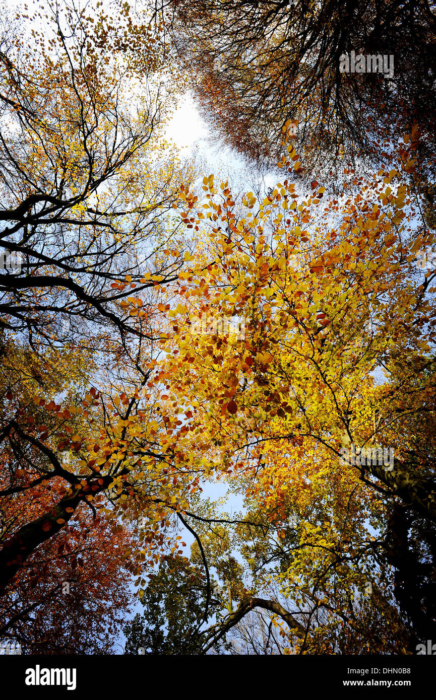 Autumnal scenes in Smithill's Hall woods, Bolton. Picture by Paul Heyes ...