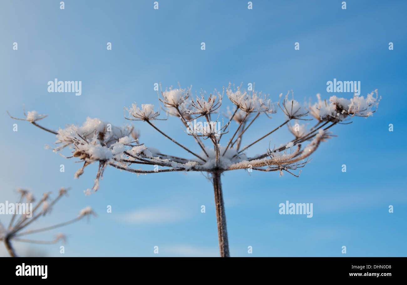 Winter scene .Frozenned flower Stock Photo - Alamy