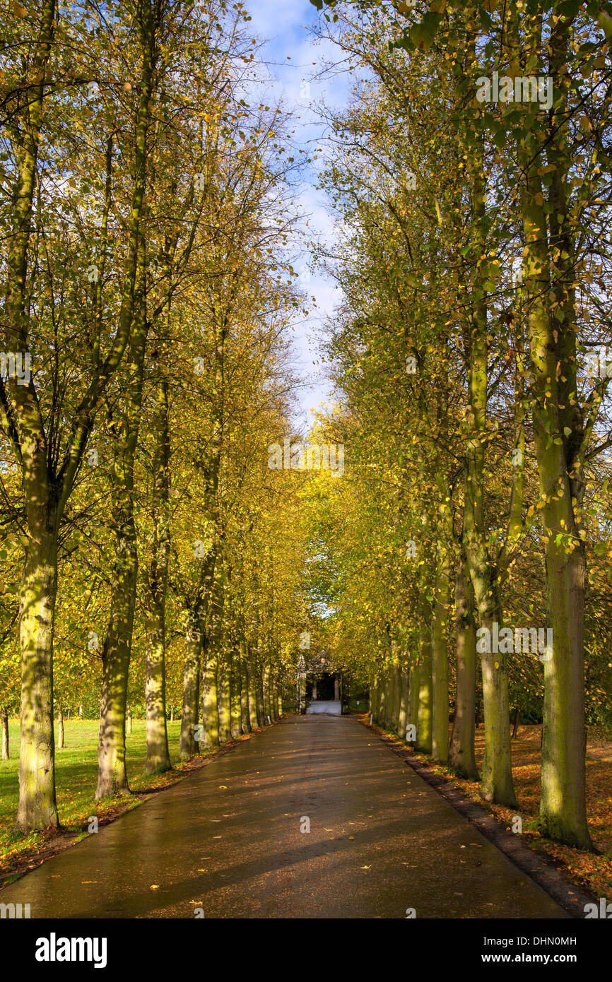 Trinity College tree lined avenue the Backs Cambridge Stock Photo - Alamy