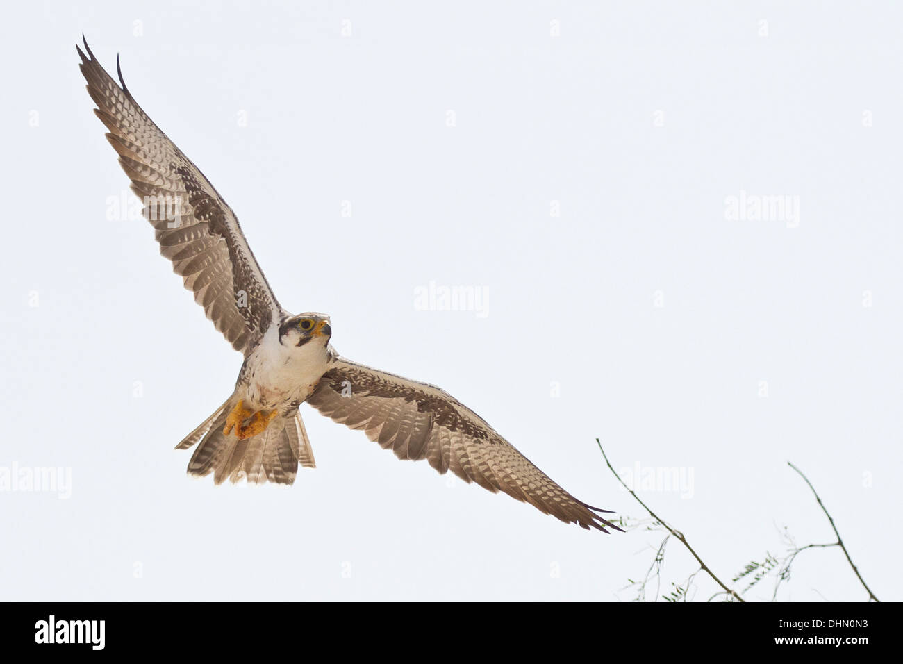Laggar Falcon (Falco jugger) in flight (wing tip reconstructed and ...