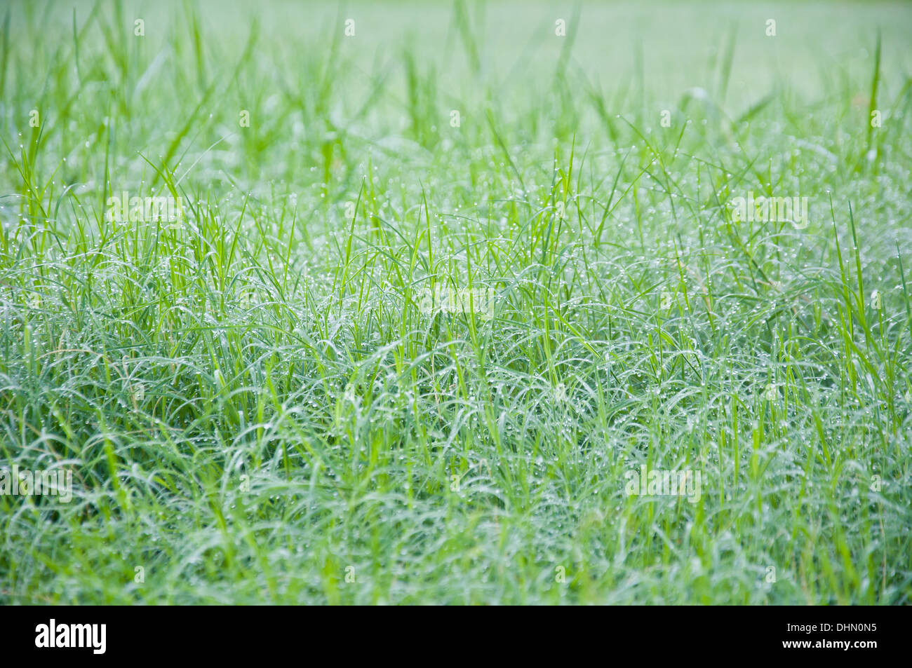 Humid grass hi-res stock photography and images - Alamy