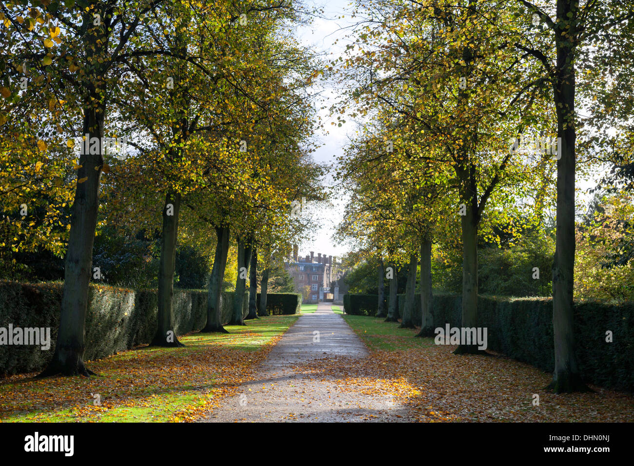 John's College tree lined pathway in autumn, Cambridge University ...