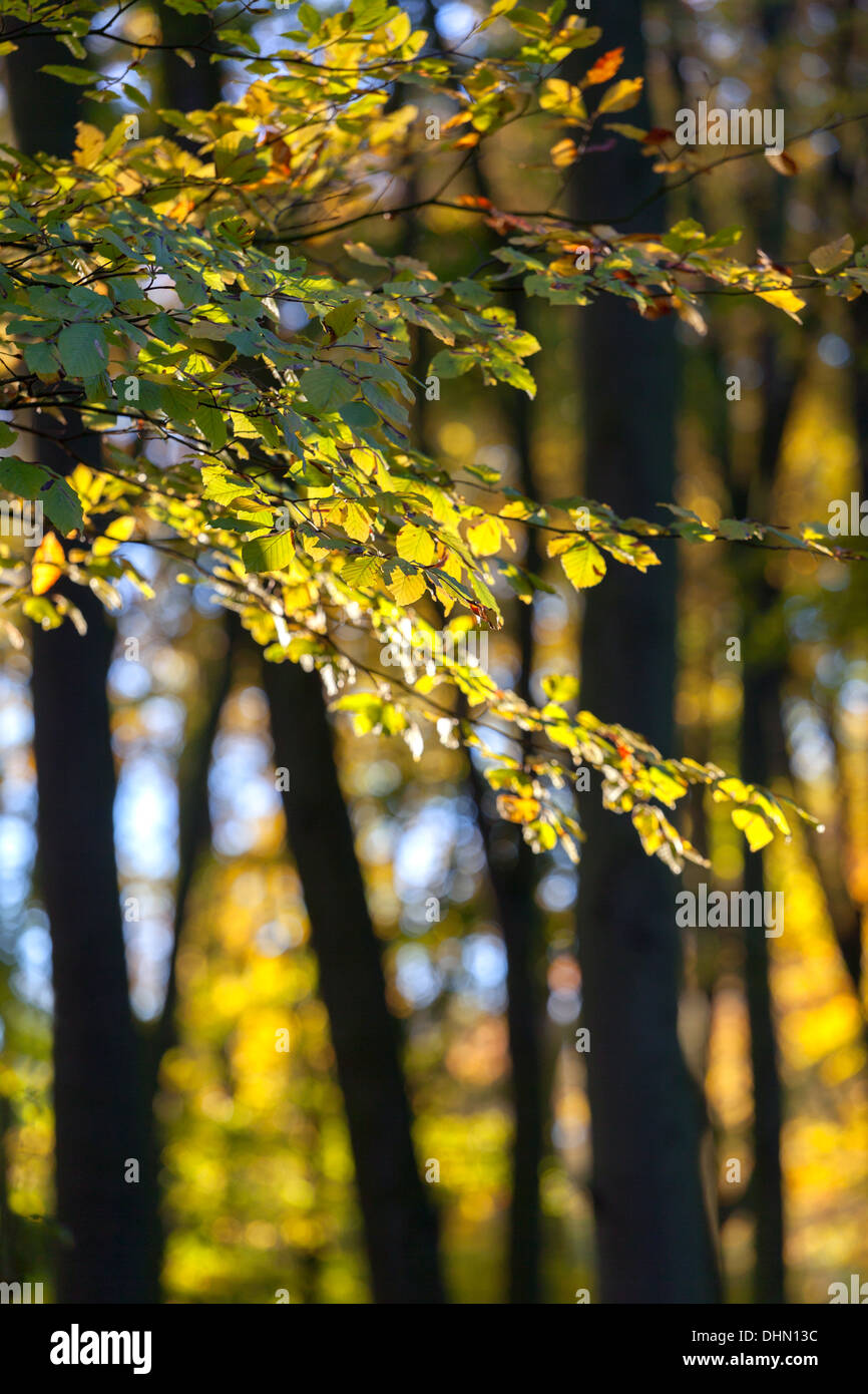 Beech tree leaves hi-res stock photography and images - Alamy
