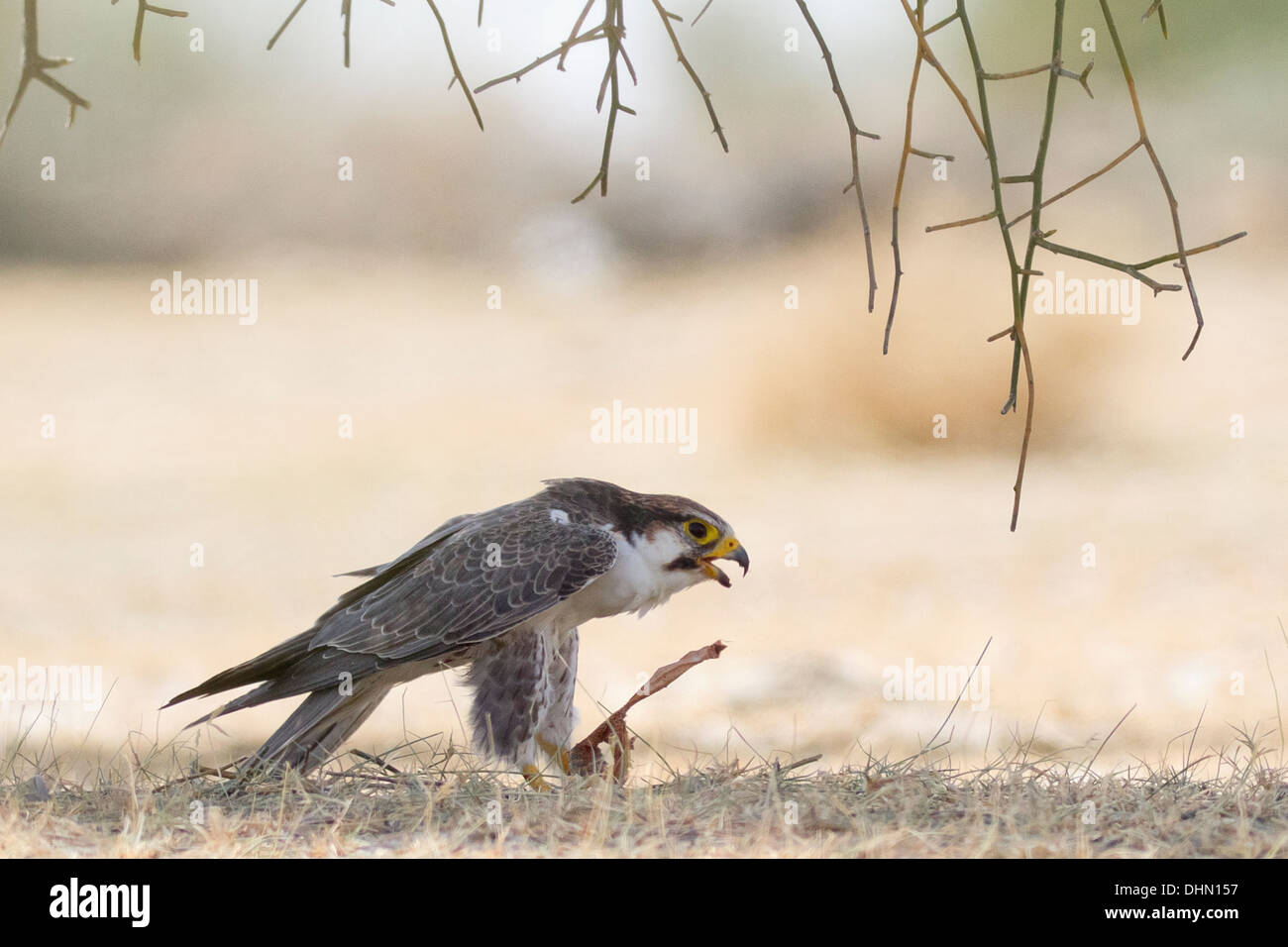 Laggar Falcon (Falco jugger) feeding Stock Photo - Alamy