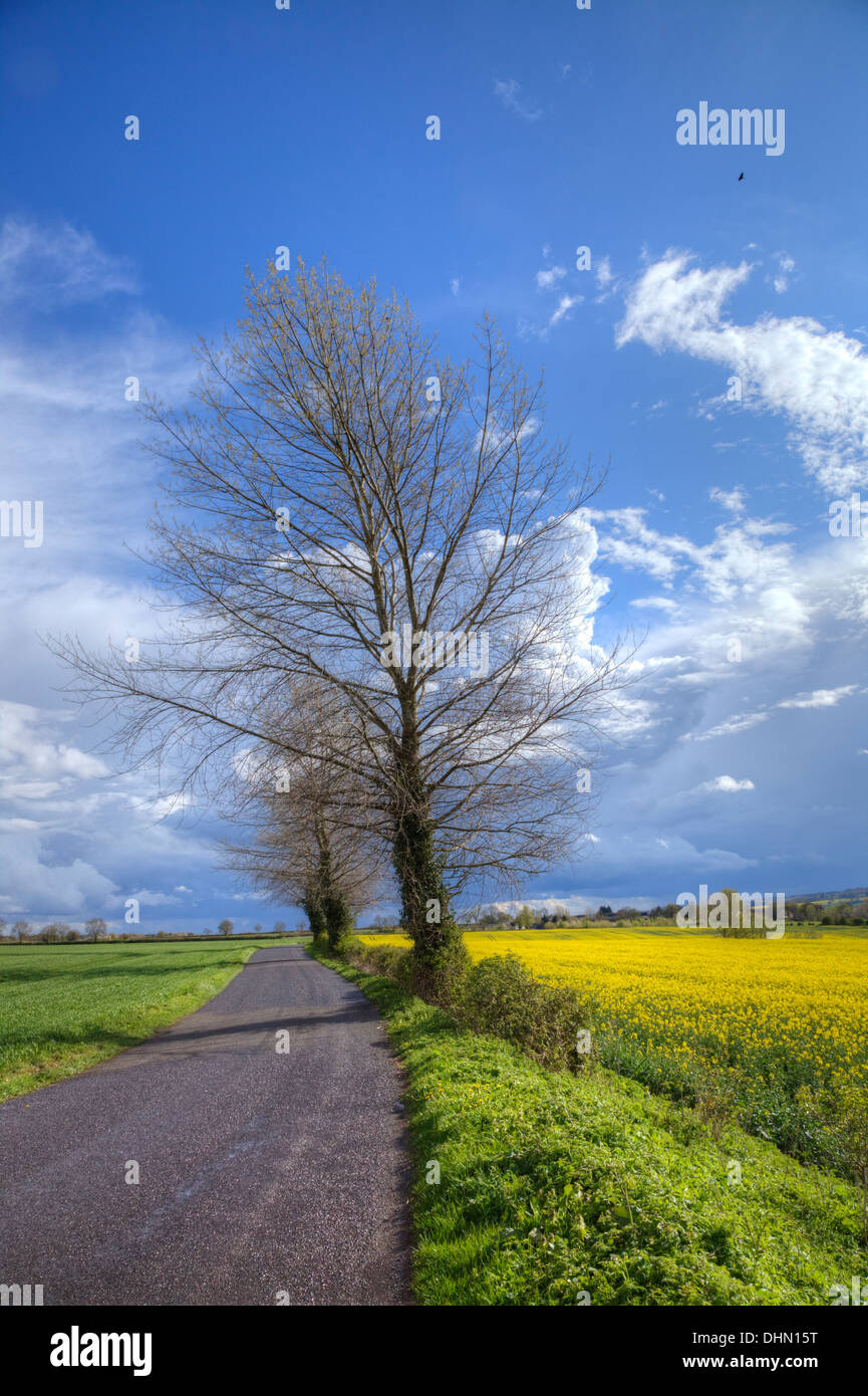 English spring morning (HDR Stock Photo - Alamy